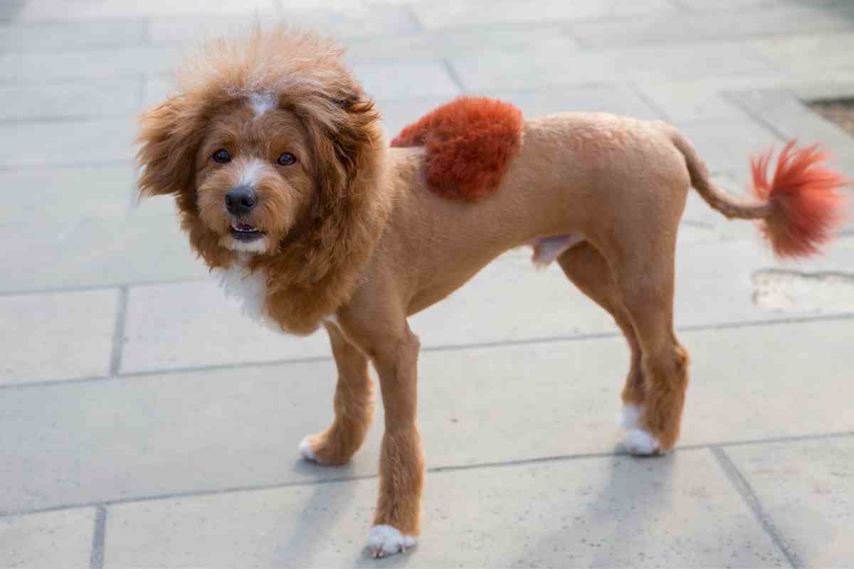 Small Japanese Dog Breeds (5 Cute And Small Dogs) – YouGoJapan