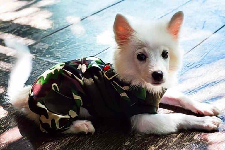 Small Japanese Dog Breeds (5 Cute And Small Dogs) – YouGoJapan