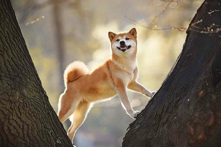 Japanese Dog Breeds FULL List (10 Traditional Japanese Breeds) – YouGoJapan