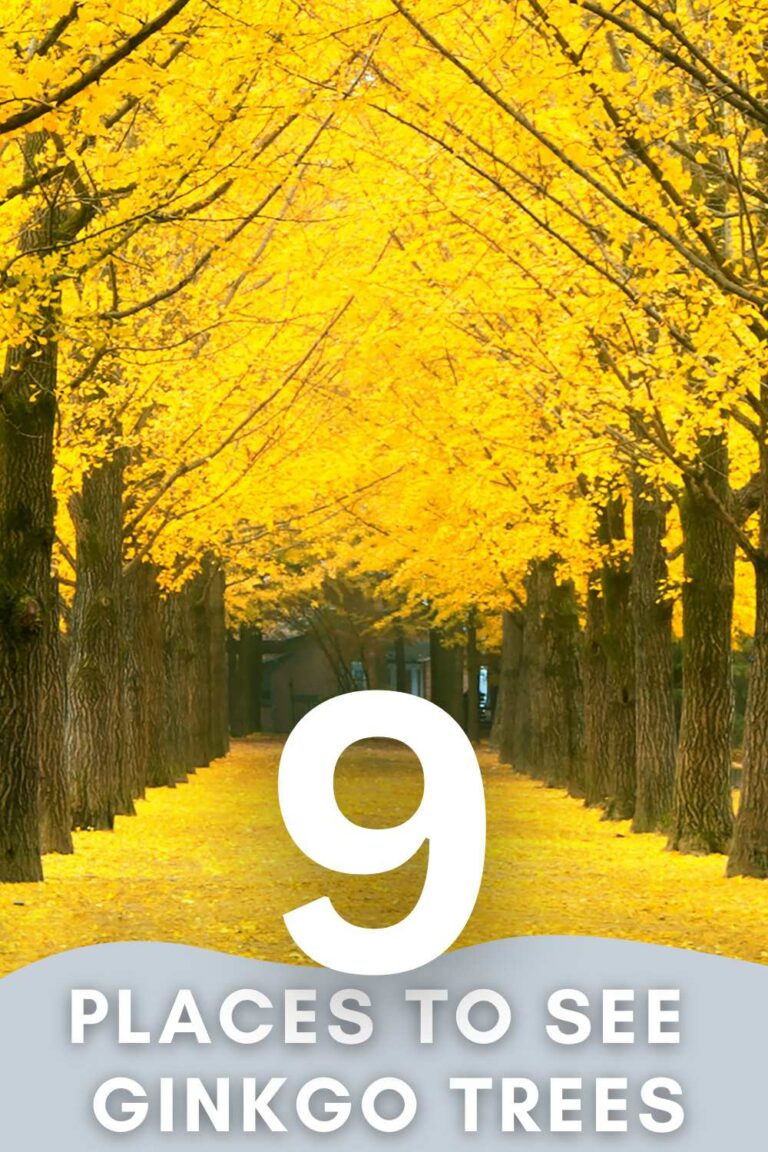 9 Places to See Ginkgo Trees – YouGoJapan
